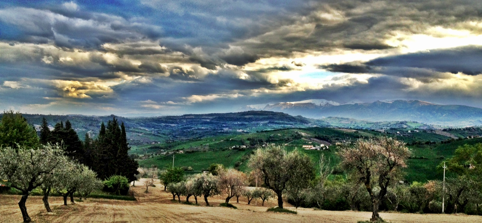 Our olive grove - Olivio Tree | Olivio Tree